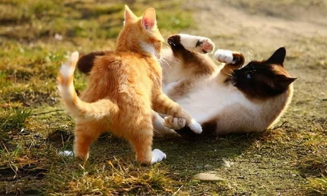 Tại sao mèo cái thường tấn công mèo đực sau khi giao phối? Một số con ...