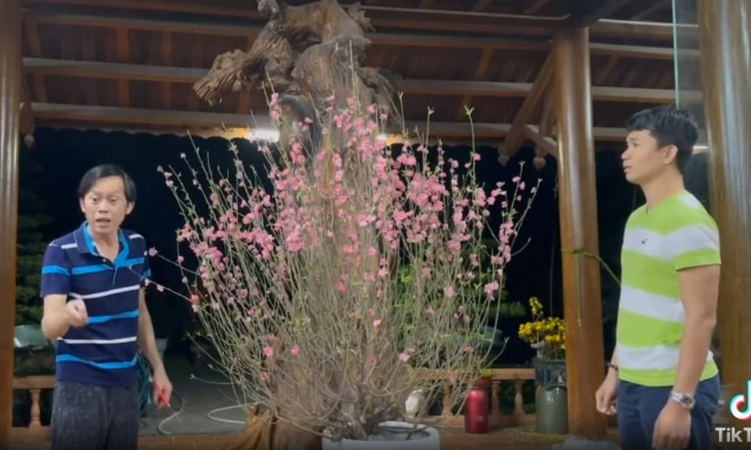 Nghệ sĩ Hoài Linh tranh cãi dữ dội về cây đào chưng Tết, cái kết khiến ...