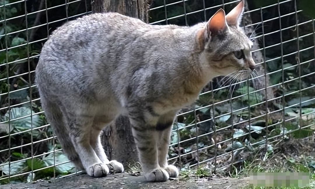 Tại sao mèo kêu thảm thiết khi giao phối? Sự khác biệt giữa con người ...