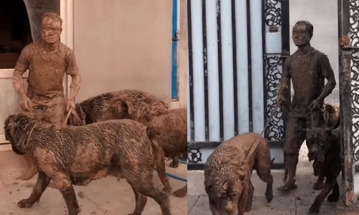Người đàn ông dắt 3 chú chó đi dạo, khi quay về vợ không nhận ra mà ...