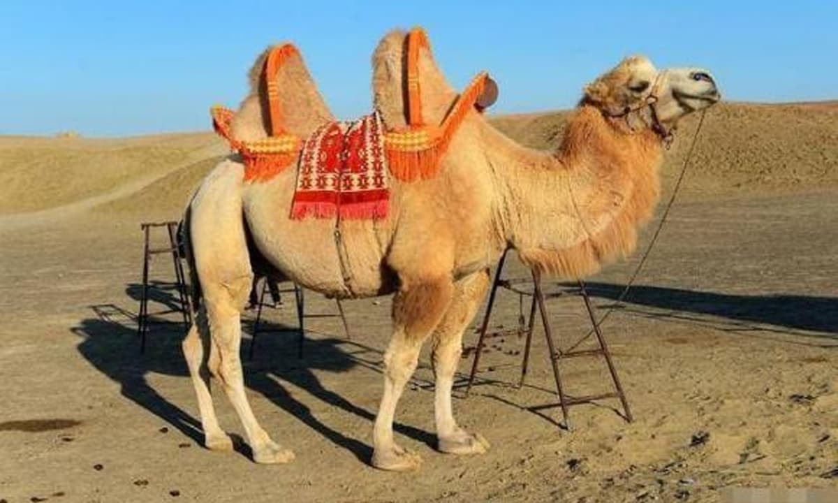 Lạc đà có kẻ thù tự nhiên không? Tại sao bạn chưa nghe nói về động vật ...