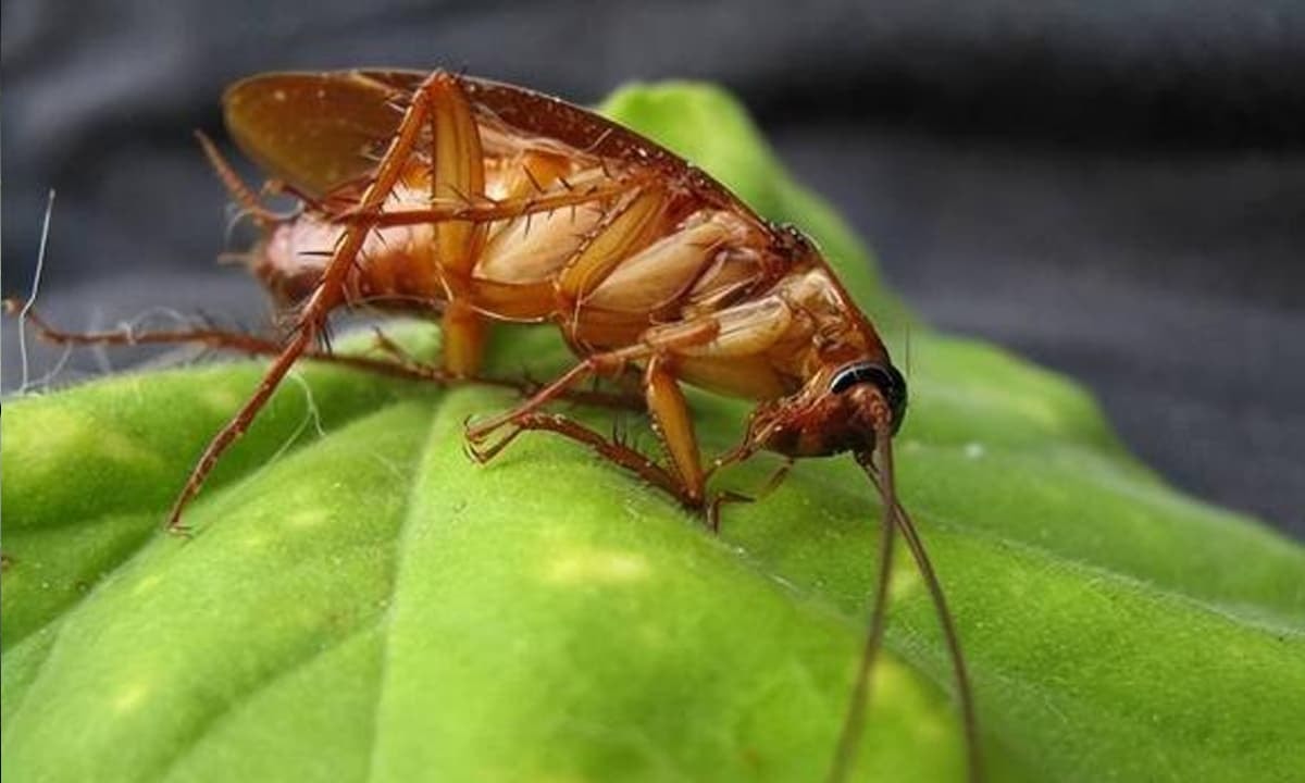 Tại sao những con gián bị giẫm chết, nhưng lại biến mất vào ngày hôm ...