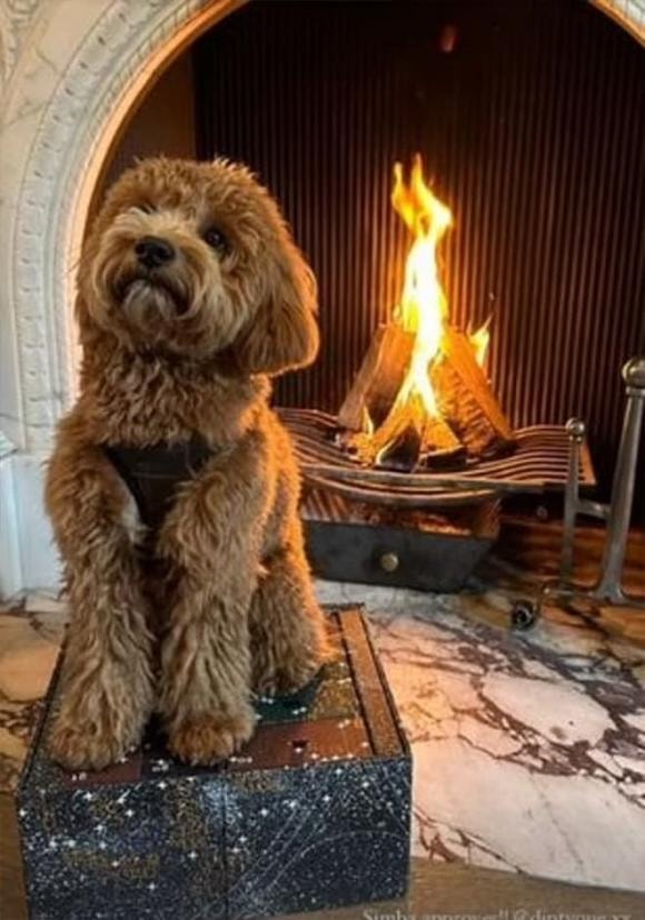 Victoria tức giận khi chú chó của con trai Romeo cố gắng phá hỏng cuốn ...