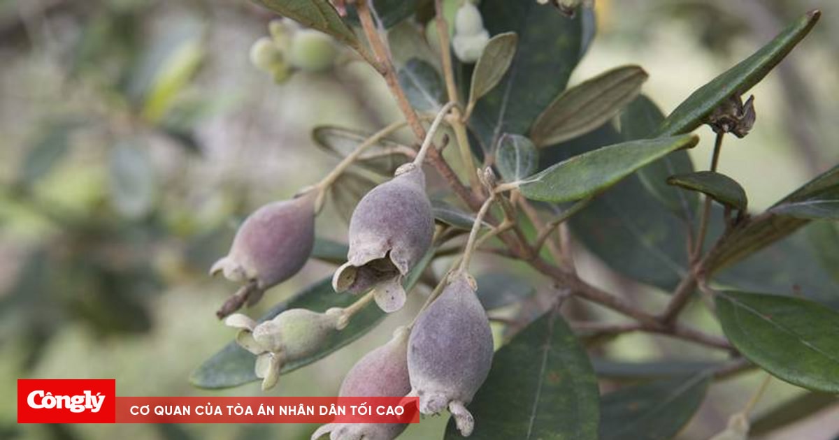 Ăn quả sim chín có tác dụng gì