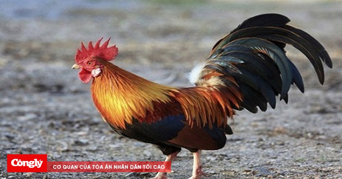 Con gà trong đời sống văn hóa tâm linh người Việt