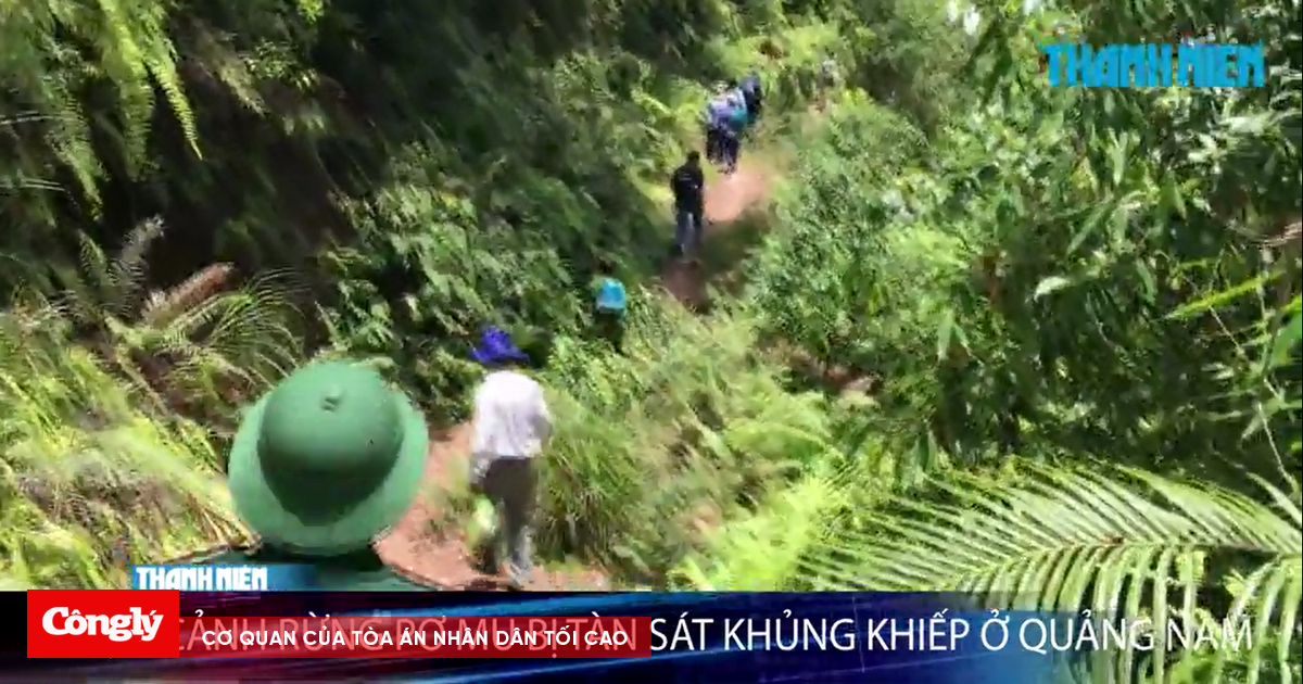 Cận cảnh rừng pơ mu bị tàn sát khủng khiếp ở Quảng Nam