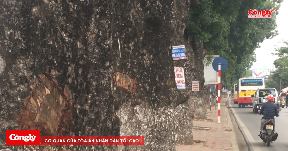 Công an vào cuộc vụ hàng loạt cây xà cừ bị đục khoét trên đường Láng