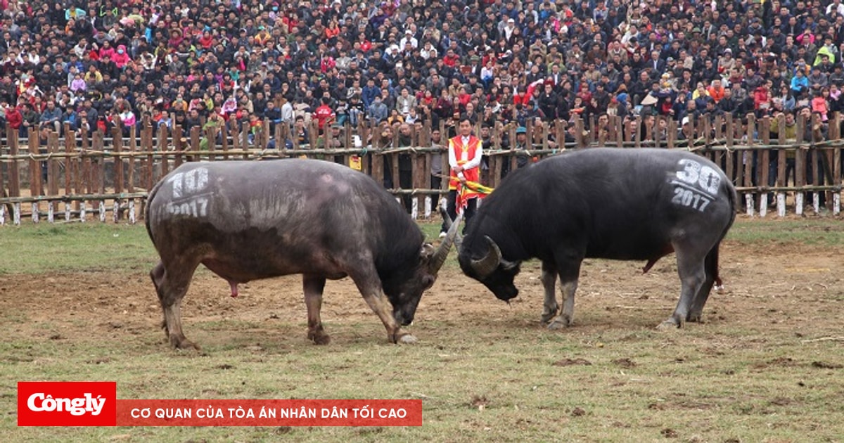 Vĩnh Phúc: Lễ hội chọi trâu Xuân Quý Mão không thu vé người xem