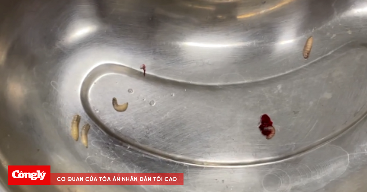 Hàng chục con giòi làm tổ trong tai người đàn ông