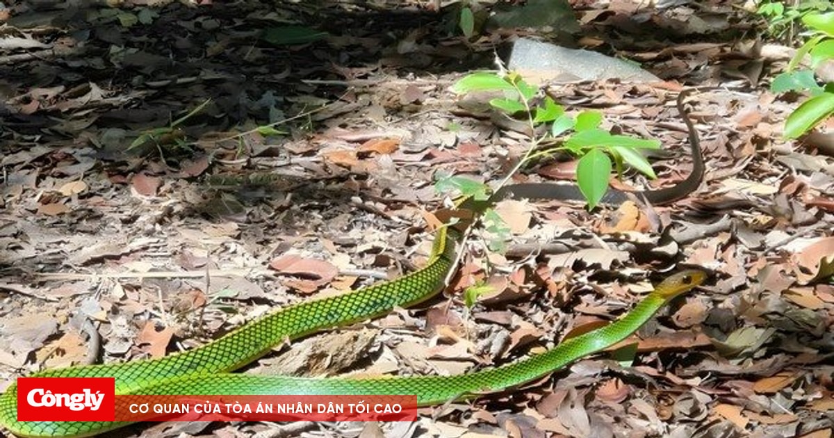 Phát hiện một loài rắn mới ở núi Bạch Mã