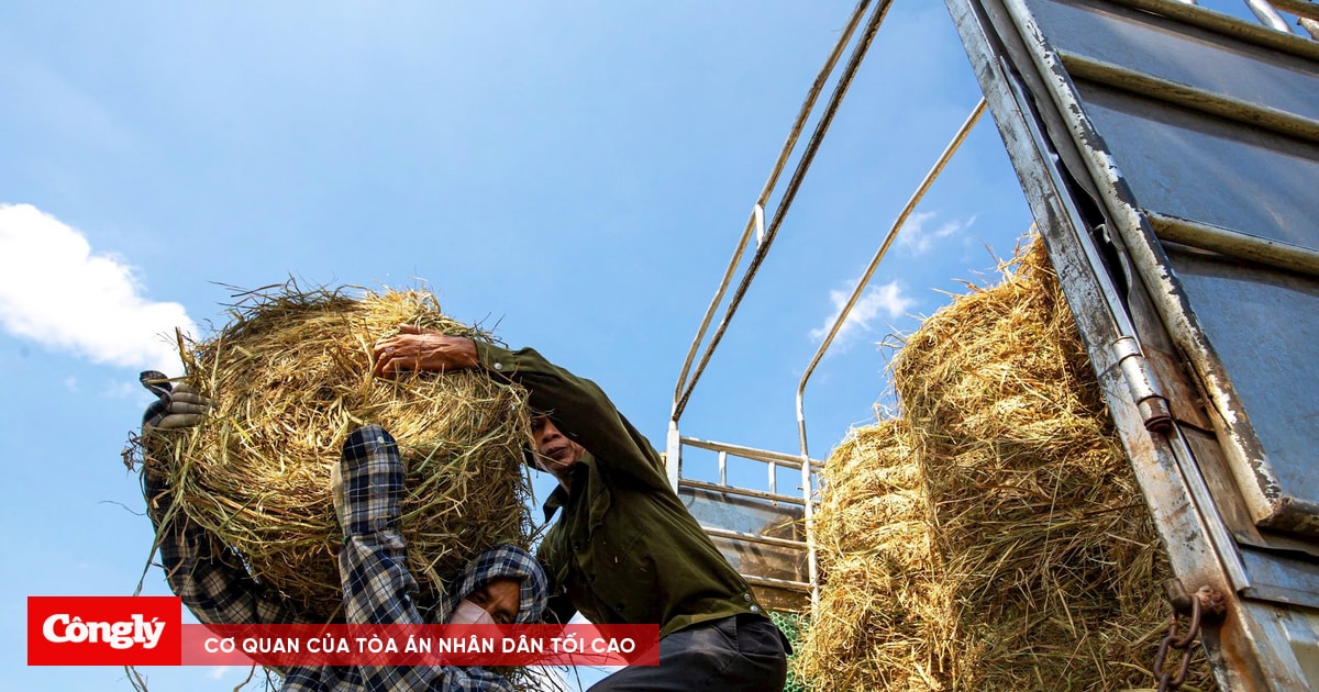 Khi sợi rơm biến thành ‘sợi vàng’