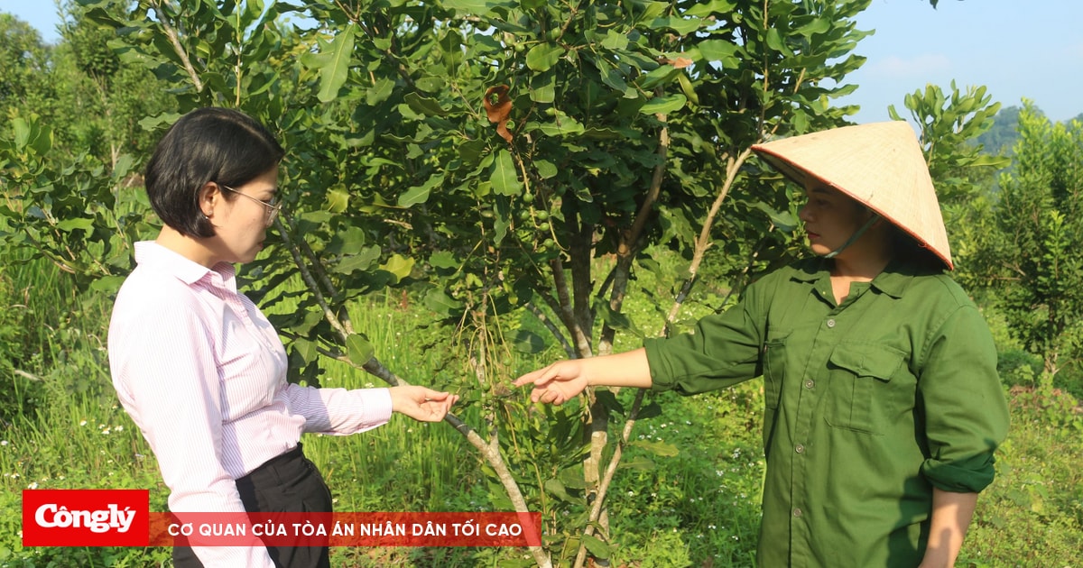 Tín dụng chính sách, gửi trọn niềm tin, lan tỏa giá trị nhân văn nơi ...