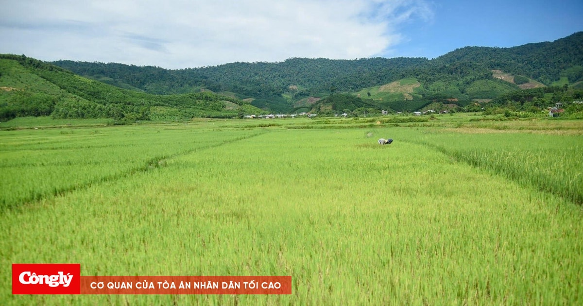 Đà Nẵng sẽ chuyển đổi hơn 580 ha đất lúa trong năm 2026