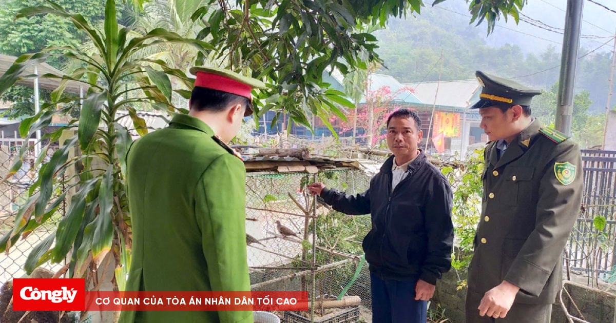 Chấn chỉnh tình trạng bày bán chim hoang dã phóng sinh