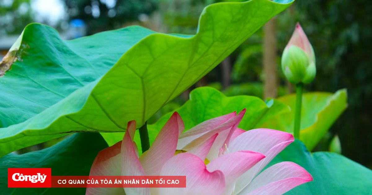 Hương sen quê Bác